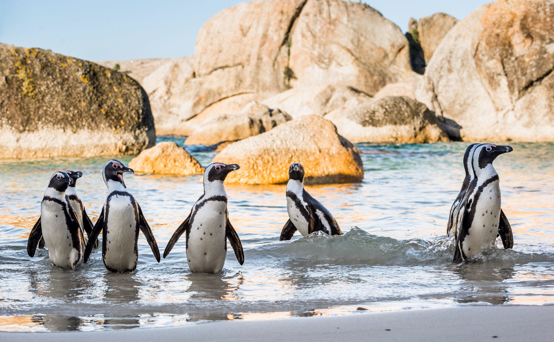 Cape Town's Top 10 Attractions • Cape Town Luxury Escapes